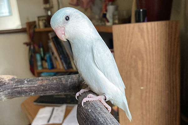 Parrotlet -Pastel Blue