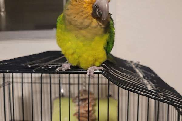 Brown Throated Conure