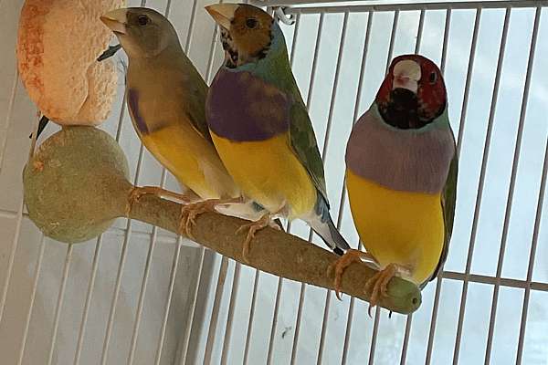 Lady Gouldian Finches