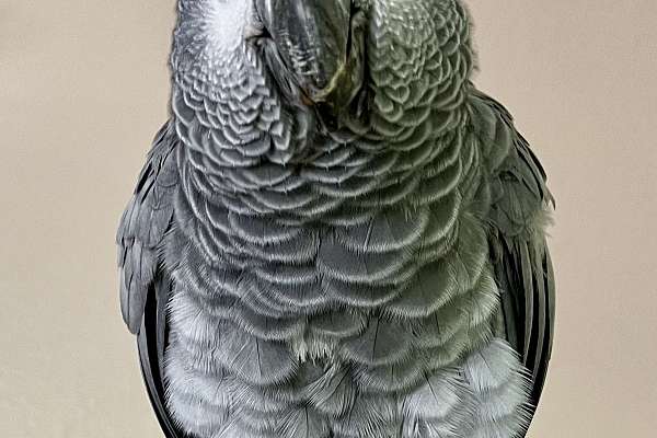 Congo African Grey DNA tested Female