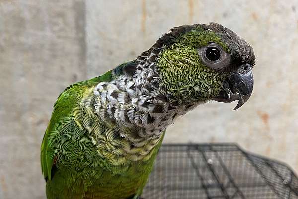 Black Capped Conure for sale