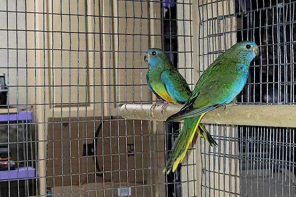 Female Scarelet Chested Parakeets