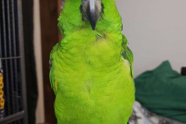 Yellow Naped Amazon