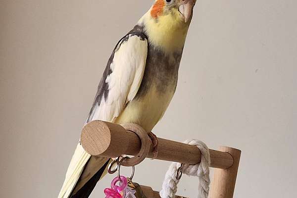 Male cockatiel