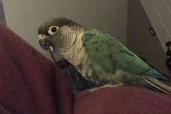 Young Green-Cheeked Conure