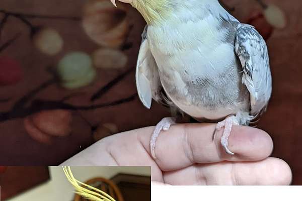 Beautiful DNA Male Pearl Pied Cockatiel