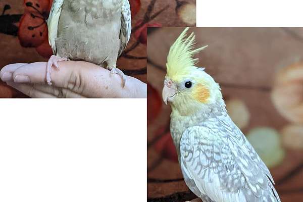 Exquisite Cinnamon Pearl Pied DNA sexed Female Cockatiel