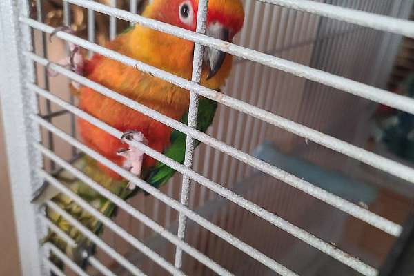 Sun Conure