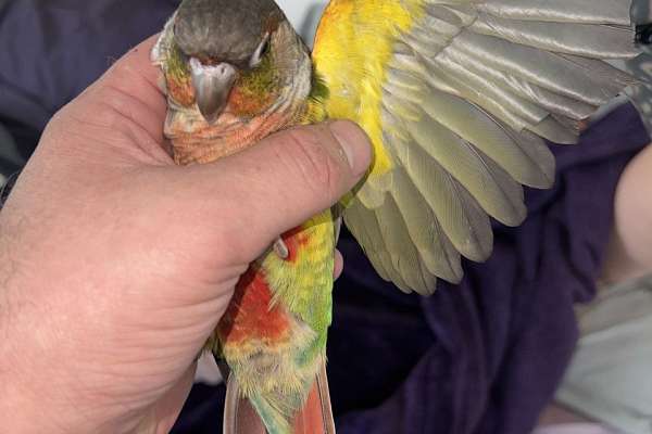 Green Cheek Conures Yellowsided Redfaced