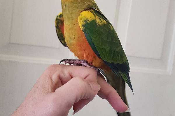 Sun conure