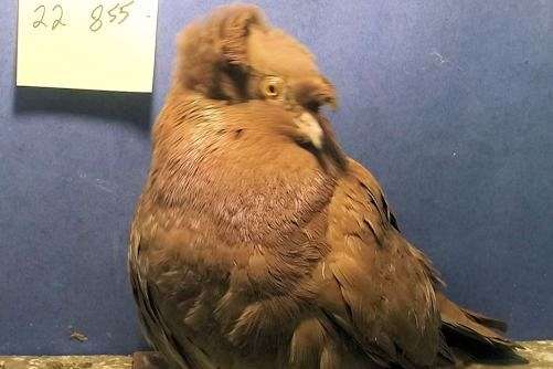 Red English Trumpeter