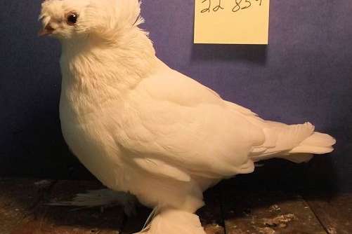 White English Trumpeter