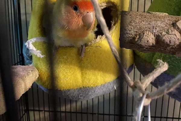 Young Female Red-Faced Lovebird
