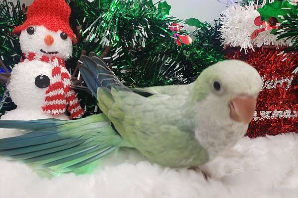 Turquoise Opaline Quaker