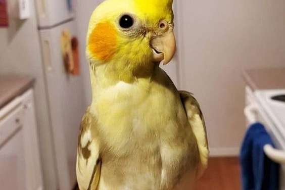 Tamed Cockatiel