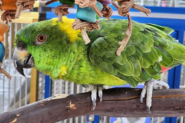 Yellow napped Amazon