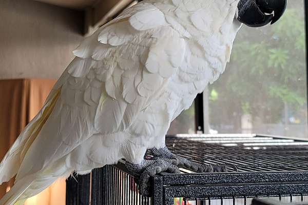 Baby Umbrella Cockatoo