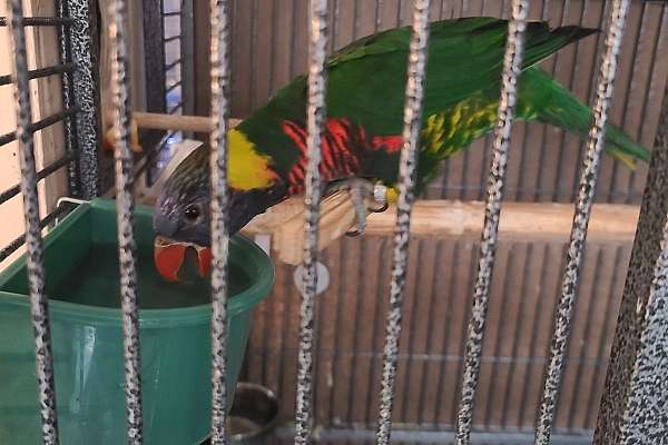 Male Lorikeet