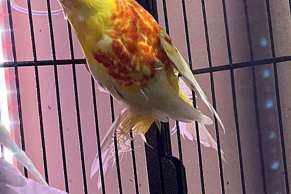 Beautiful baby male rubino red rump parakeet