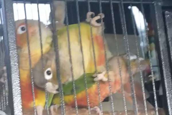 Conure pineapple female 1 year