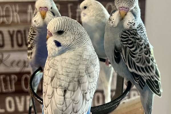 Handtamed English budgies