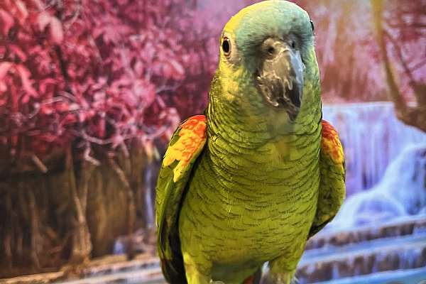 Beautiful sweet blue front Amazon parrot