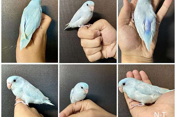 Parrotlet blue split American turquoise marbled (N-T)