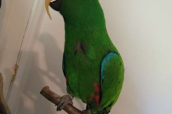 Eclectus
