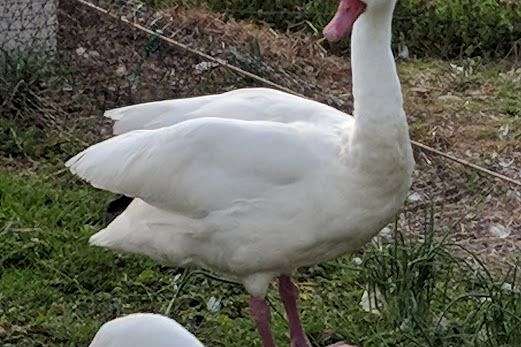 Coscoroba Swans - males