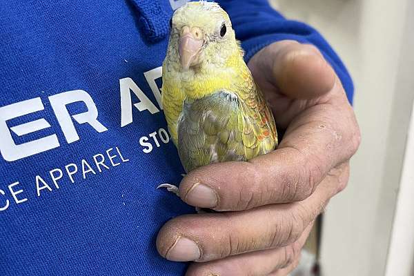 Red Rump Parakeet
