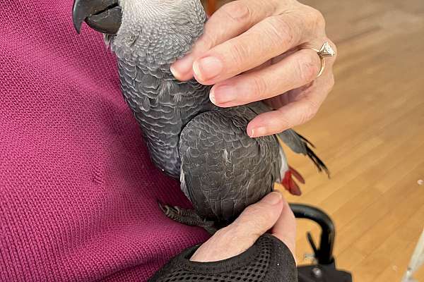 African Grey baby