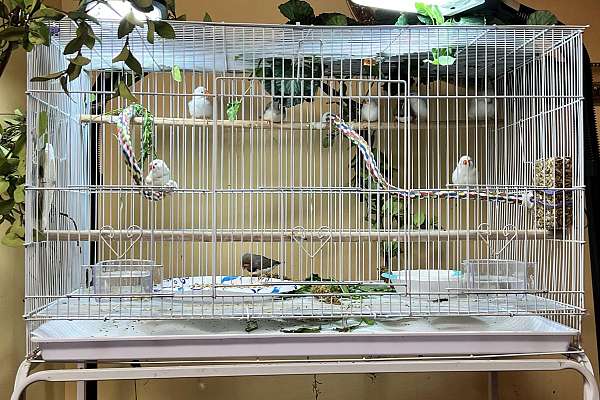 9 Finches 2 large cages