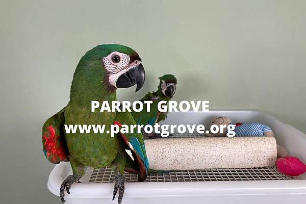 Severus Macaw Babies 3 to 4 Months Old Hand-Reared in a Family