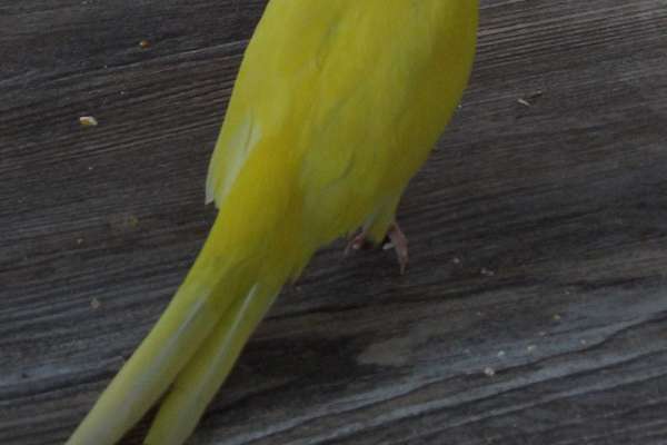 Yellow Quaker