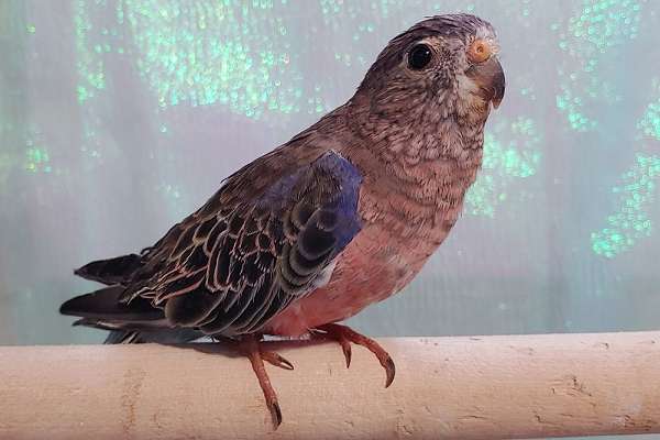 Bourke Parakeets for Sale - Martinsville, Virginia