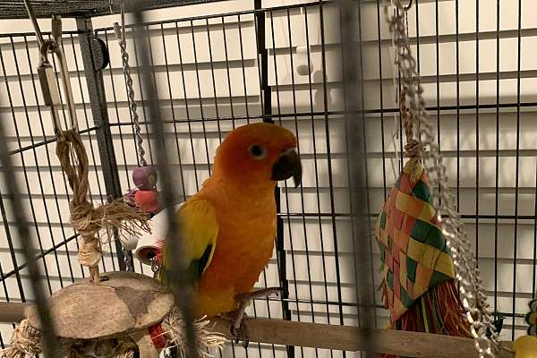 Sun Conure less than 1 year old
