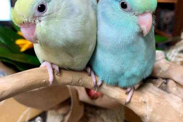 Parrotlet Pairs and Single Hens