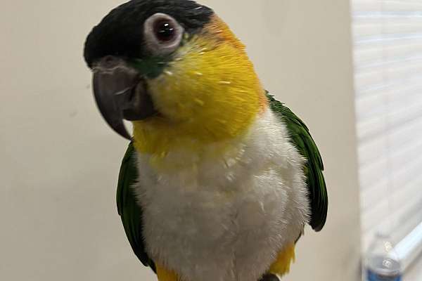 Beautiful sweet female black headed caique
