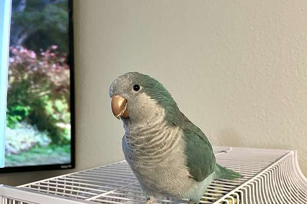 Blue Quaker Parrot