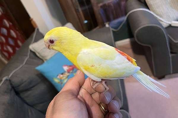 Male Lutino red rump parakeet