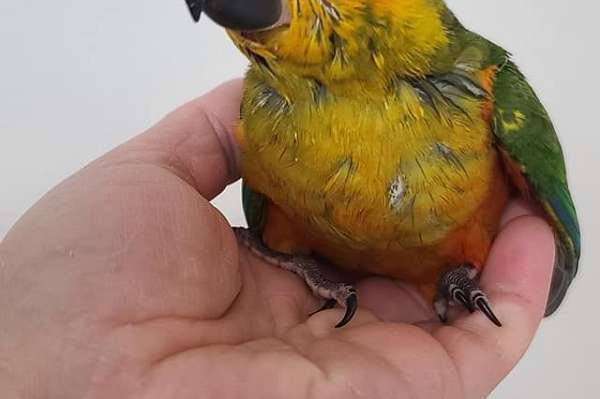 Sun Conure babies