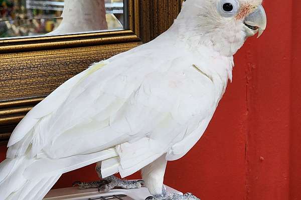 Goffin Cockatoo
