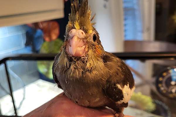 Beautiful Hand-Fed Baby