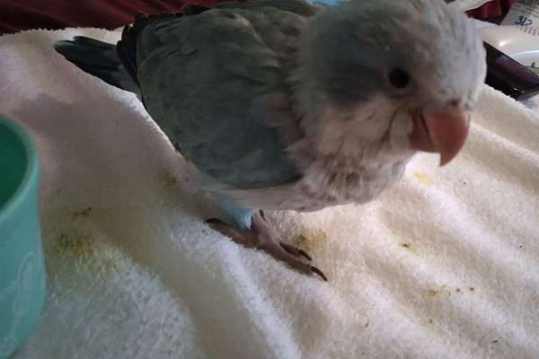 Baby Male Blue Quaker Parrot #3