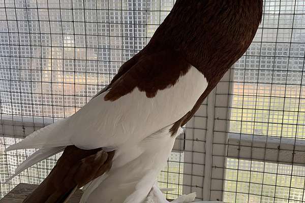 Young Red Reversed Wing Male for Sale - 331