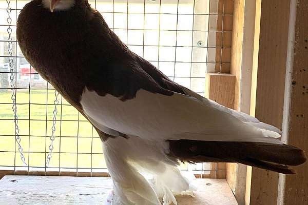 Young Red Reversed Wing Male for Sale - 329
