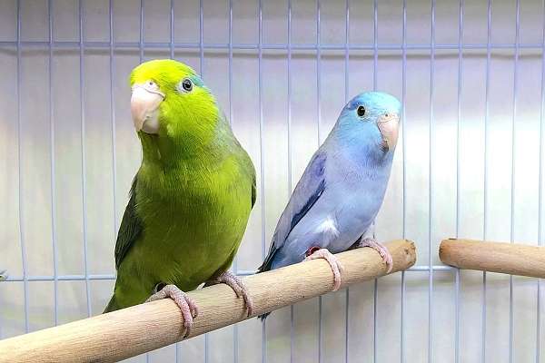Proven Parrotlet Pair