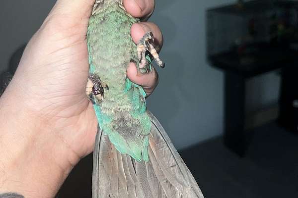 Turquoise Breeding Pair