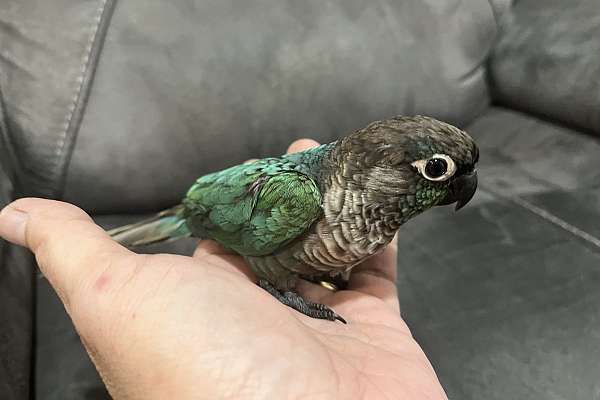 Baby Turquoise green cheek conure