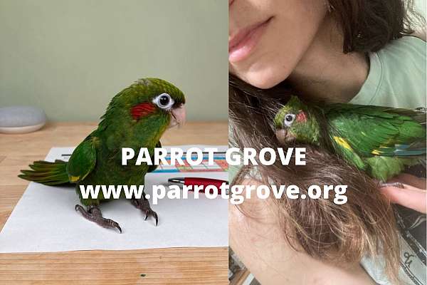 Waiting list open · RARE Hoffman’s conure baby · 3 months old Hand-reared